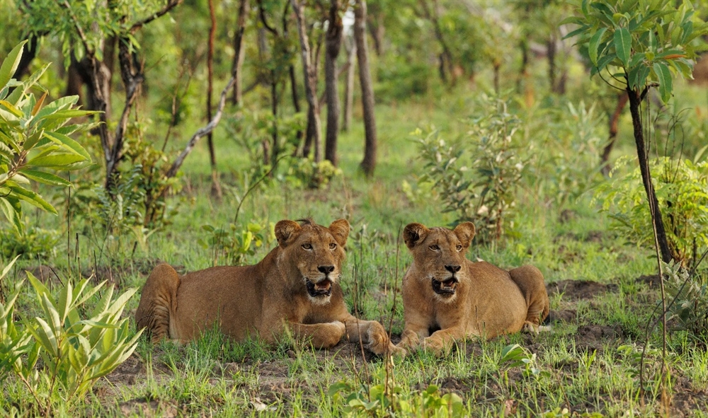 Cameroon’s Bouba Ndjidda National Park Is a Beacon of Hope for the Lion ...