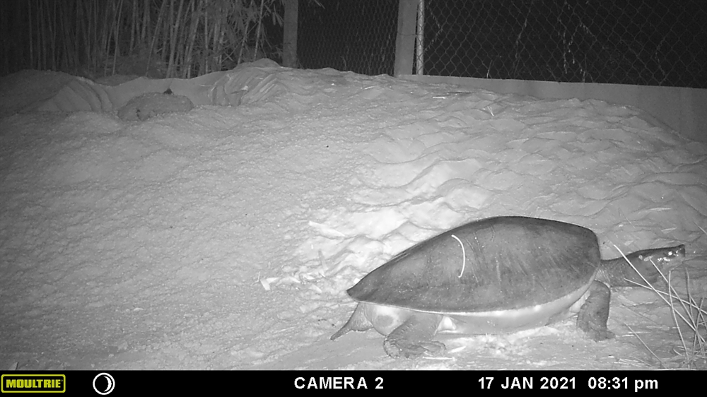 Remote Video Show First Eggs of Royal Turtle Laid in Captivity in ...