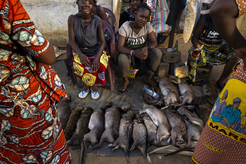 Special Issue of African Journal of Ecology Dedicated to Wild Meat ...