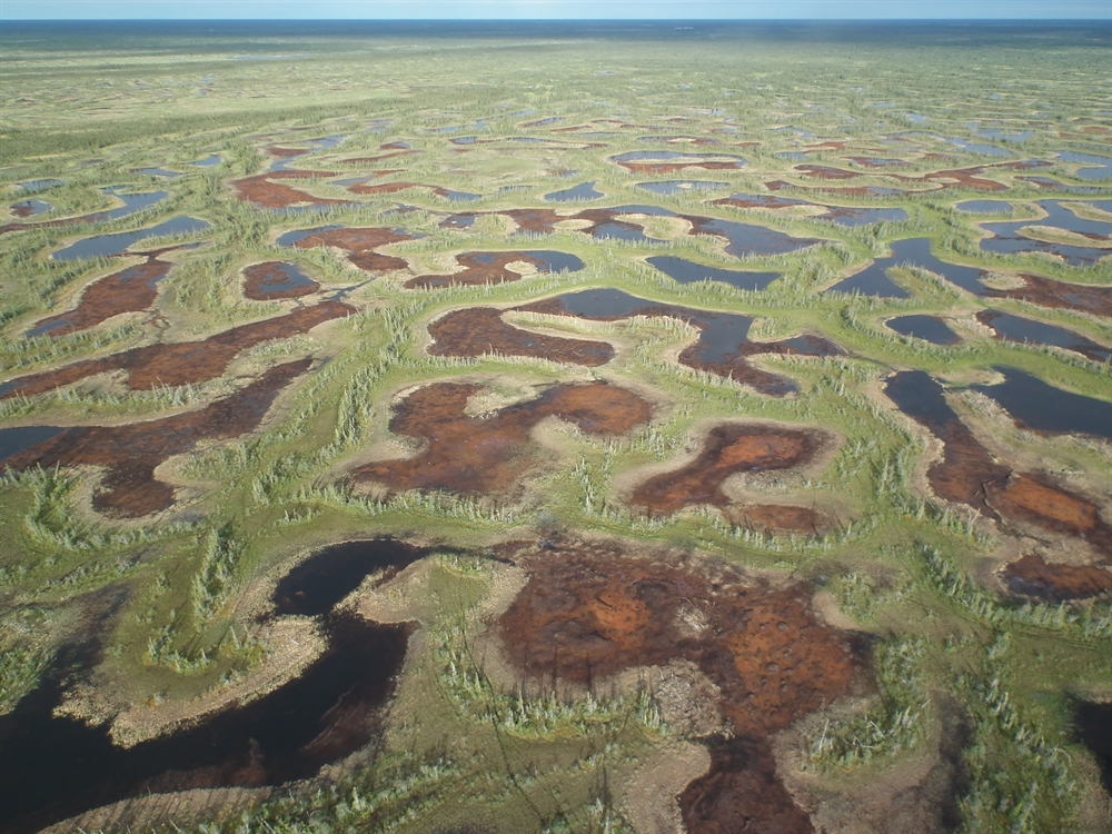 NEWS FROM CoP26: Canada’s Fragile Northern Peatlands, Threatened by ...