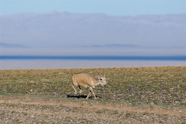 BREAKING NEWS: From CITES CoP18 on Saiga Antelope > Newsroom
