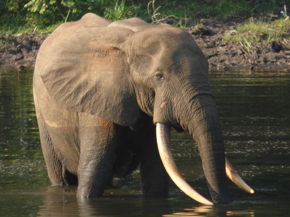 Latest Assessment of Critically Endangered Forest Elephants Sheds New ...