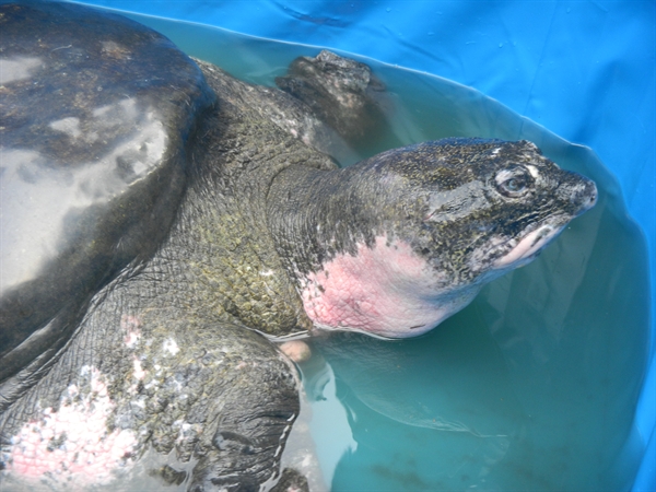 A Ray of Hope for World’s Most Endangered Turtle > Newsroom
