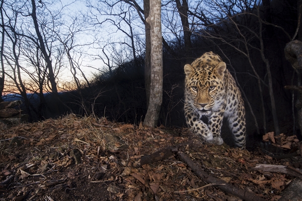 New Study: An Estimated 84 Highly Endangered Amur Leopards Remain in ...