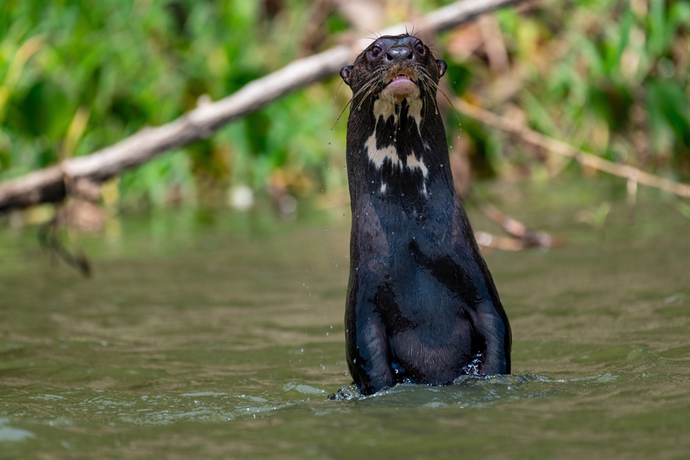 Global Protections Secured for Giant Otter and Striped Hyena at UN ...