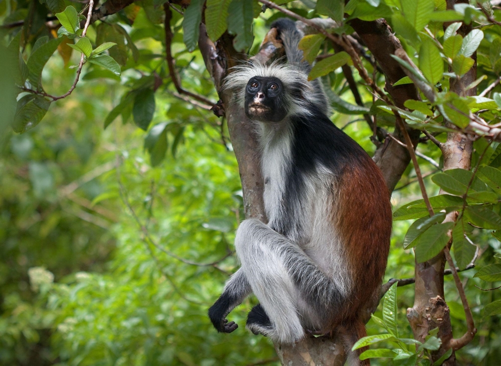 A Rare and Little-Known Group of Monkeys Could Help Save Africa’s ...