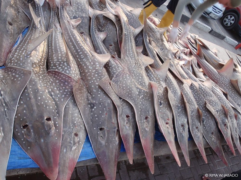 WCS Launches New Visual ID Guide to Identify Illegal Shark Products ...