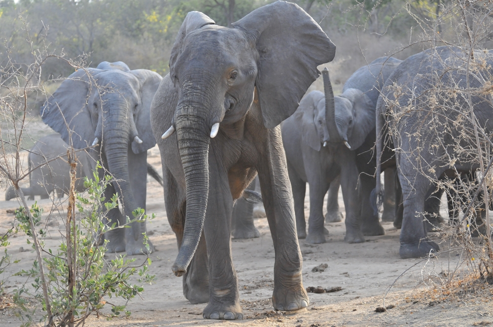 WCS Leads New Plan to Save Nigeria’s Elephant Population > Newsroom