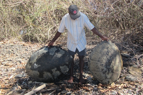 WCS Reports Organized Poaching is Decimating Madagascar’s Sea Turtles ...