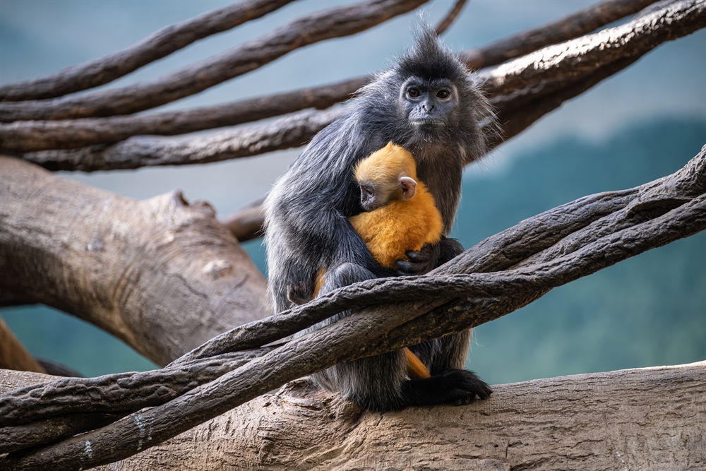 Bronx Zoo Kicks Off 2025 With Debut of Silvered Langur Baby > Newsroom