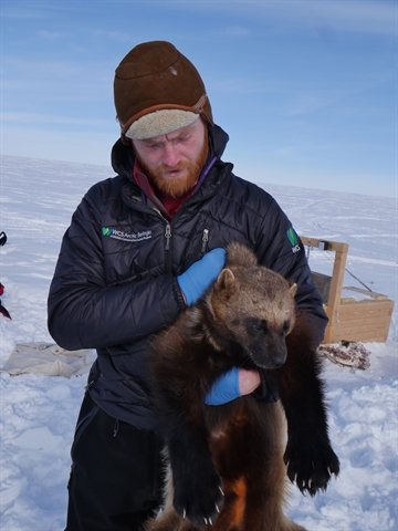 WOLVERINES! WCS Arctic Team Collaring Elusive Predators on Alaska’s ...