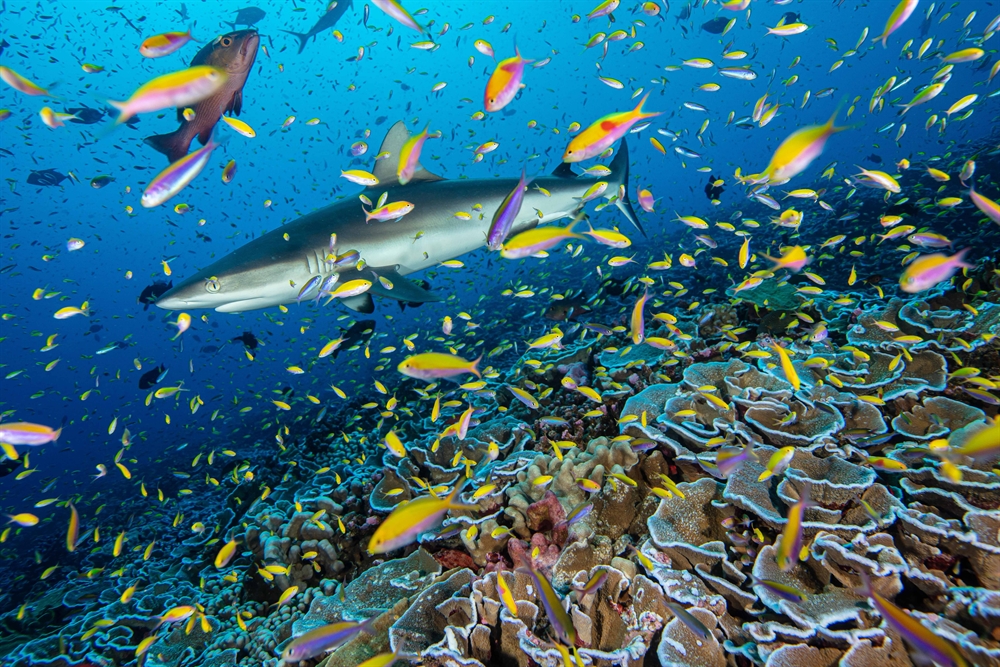 Study: Remote Ocean Wilderness Areas are “Living Time Machines ...