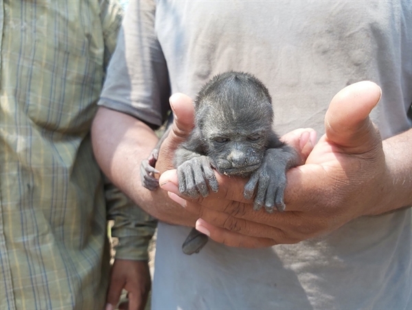 Howling Planet: A Baby Howler Monkey is Rescued from Fire-Ravaged ...