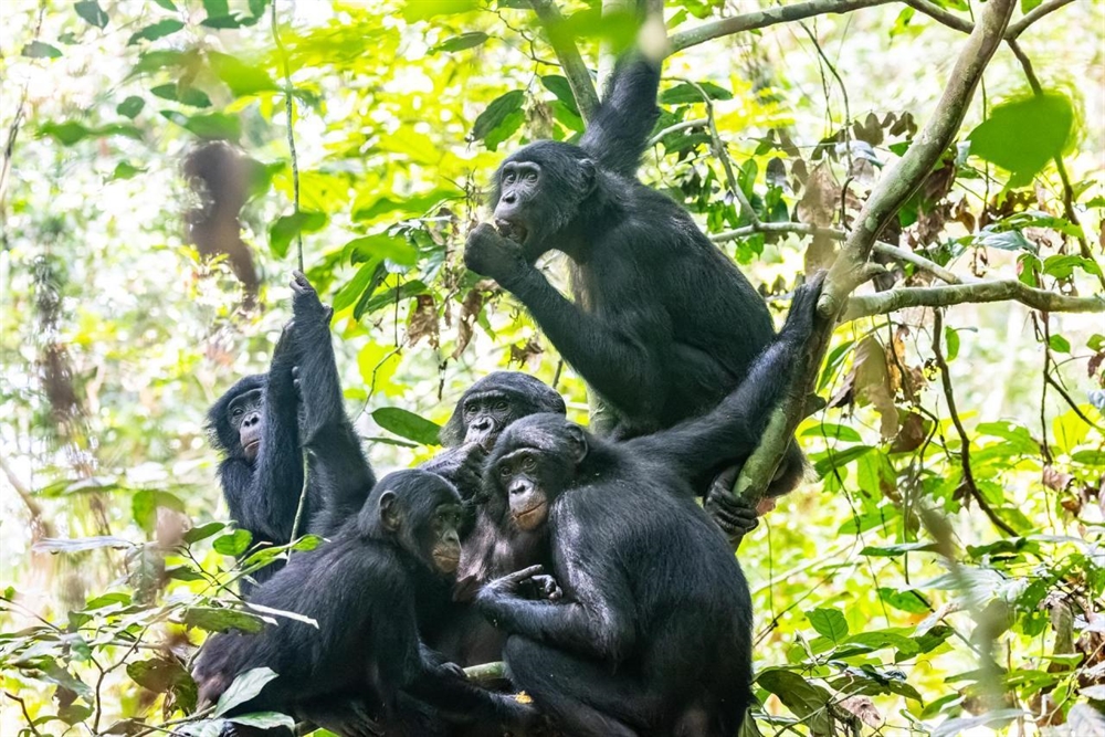 Endangered Bonobo Population Stable in Congo > Newsroom