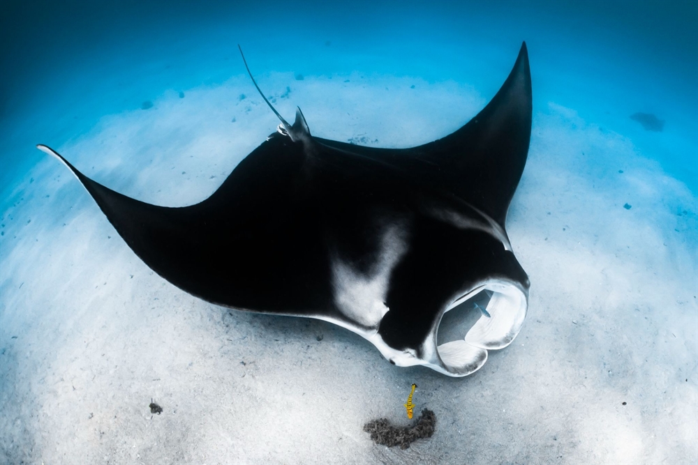 Madagascar and Zanzibar Announce New National Shark and Ray Protections ...
