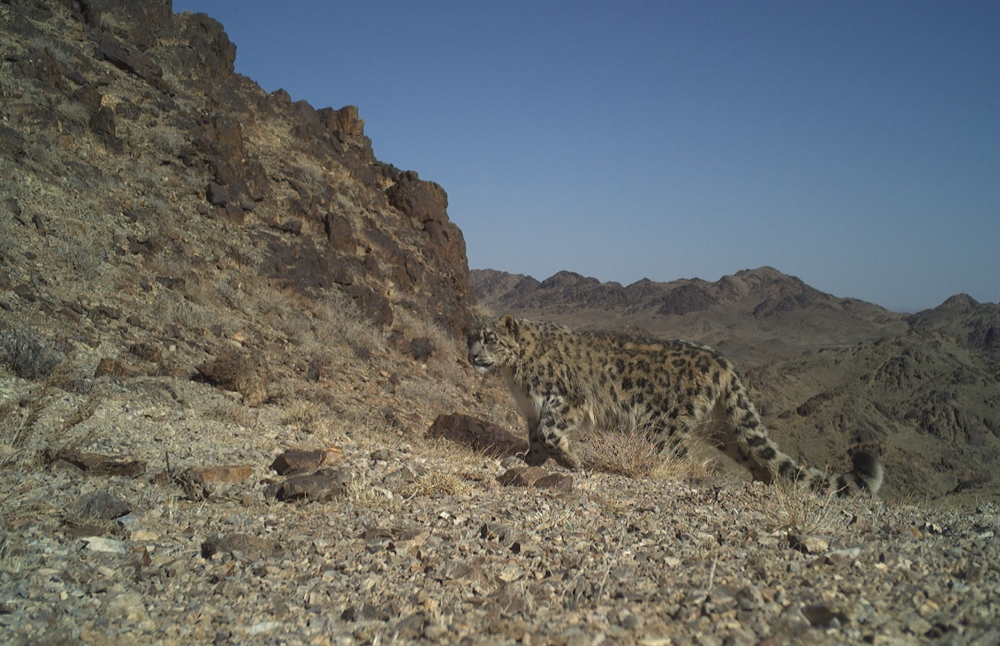 Tracking Snow Leopard Movements Across Mongolian Gobi’s Low-Elevation ...
