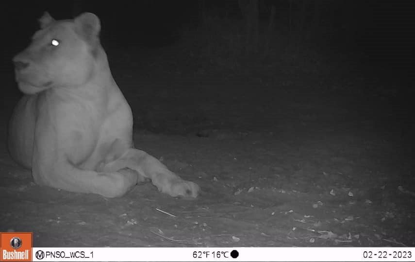 First Lion Seen in National Park After Twenty-Year Absence > Newsroom