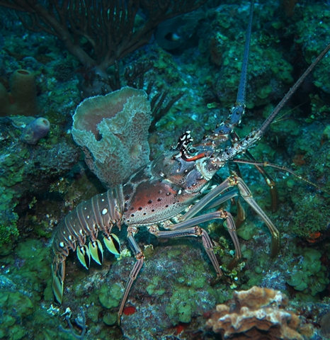 Government of Belize Expands Marine Protected Areas in Biodiverse ...