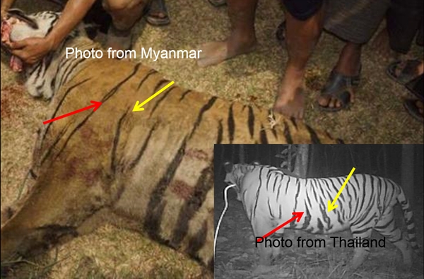 Endangered Tiger Killed in Myanmar Came from Thailand > Newsroom