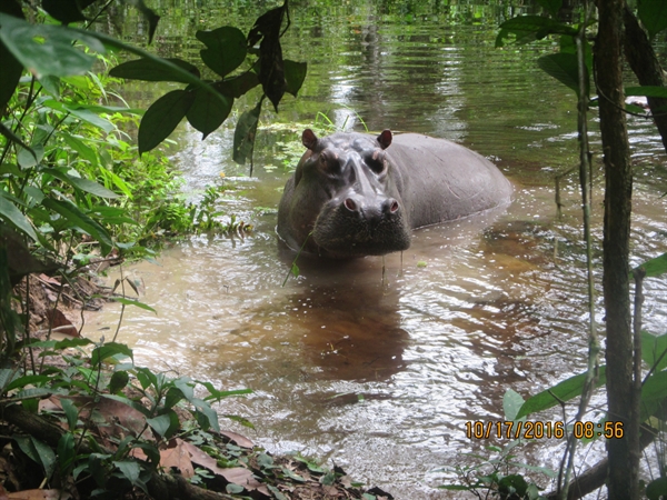 WCS Releases First Known Pics of Hippos from World Class Protected Area ...