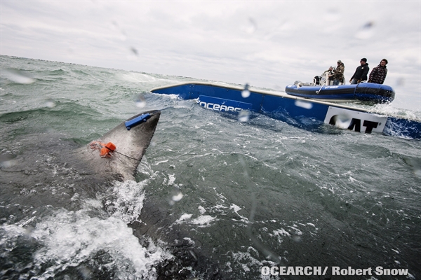 OCEARCH and the New York Aquarium Lead Shark Expedition in Long Island ...