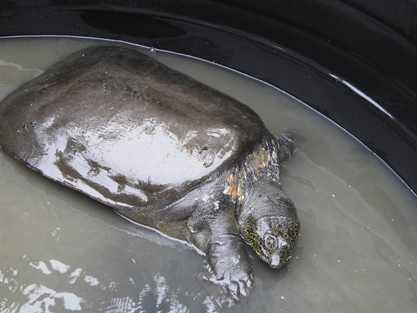 Wildlife Conservationists Remain Steadfast In Efforts To Prevent ...