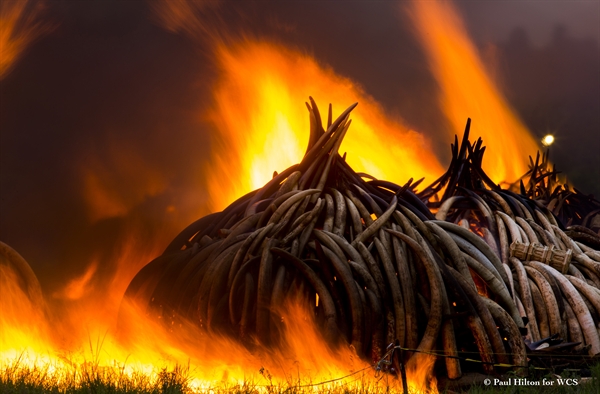 Reflections by a Conservationist Watching 100 Tonnes of Ivory Burn ...