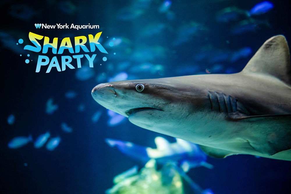 New York Aquarium’s New Shark Party Makes Summer Splash > Newsroom