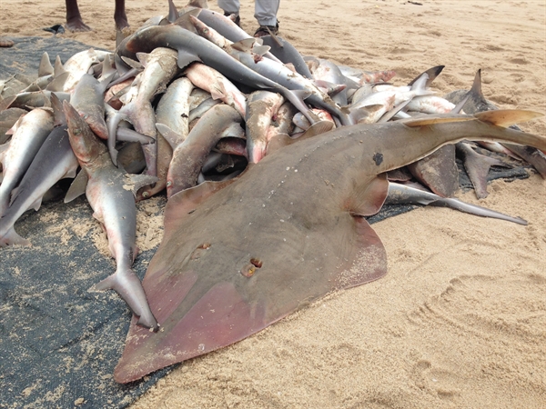 GUNS, NETS, AND BULLDOZERS: Three Quarters of the World’s Threatened ...