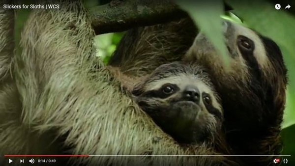WILDLIFE EMERGENCY: WCS Says Sloths in Desperate Need of Raingear ...