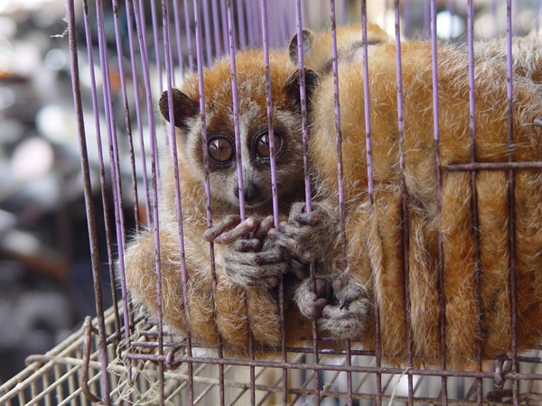 WCS Calls for Closing Live Animal Markets that Trade in Wildlife in ...