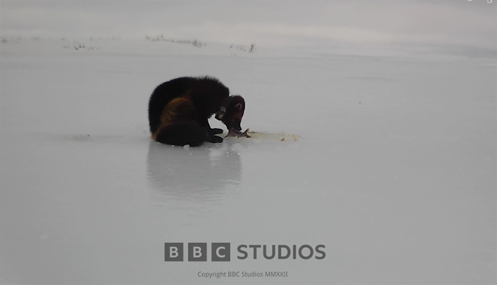 Incredible Footage Documents Wolverine Digging for “Fish-cicles” In ...