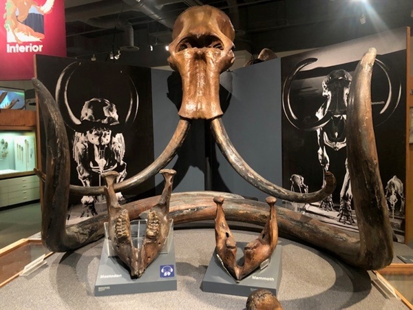 This Species Is Long Extinct -- However: CITES Must Regulate Trade in ...